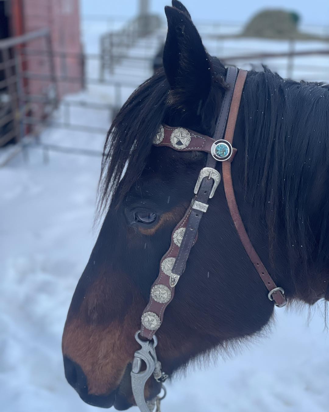 Conchos – Heart Horse Creations